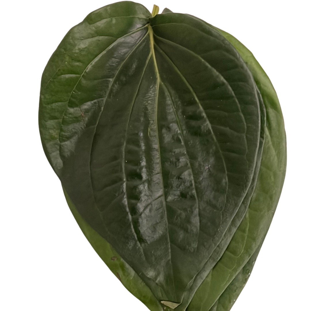 Betel(Pan) leaves